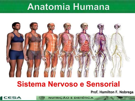 Anatomy Book - Plexo Lombossacral | PDF