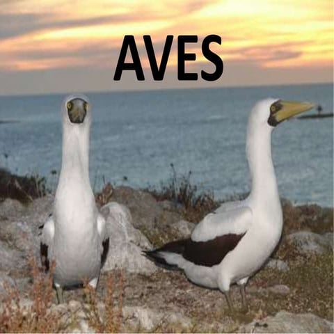 aula 12- aves, sua reprodução, origem e alimentação | PPTX