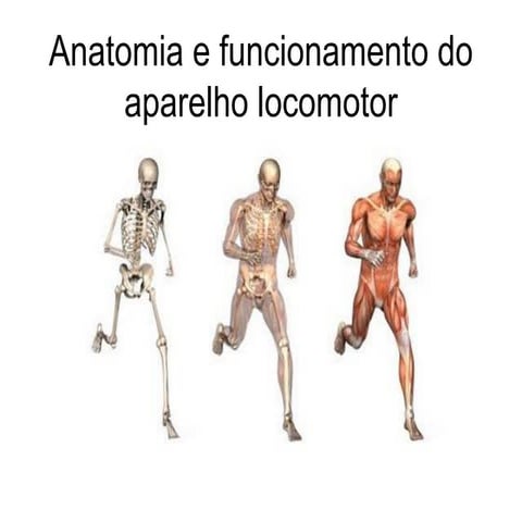 Anatomia do aparelho locomotor | PPT