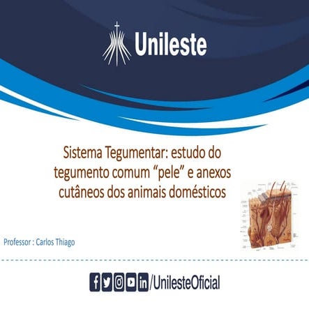 Tireoide ( Anatomia Veterinária) | PPTX