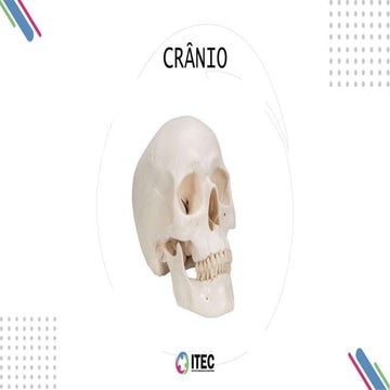 AULA 3 - CRANIO.pptx