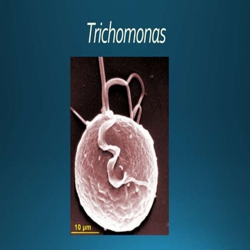 Aula 3 trichomonas | PPTX