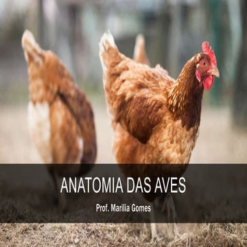 Anatomia das aves | PDF