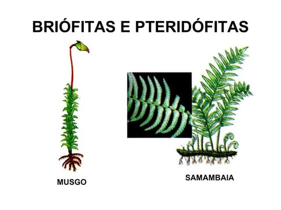 Classificação das plantas - briófitas, pteridófitas, gimnospermas e ...