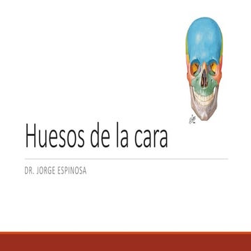 Hueso cigomático o malar | PPTX