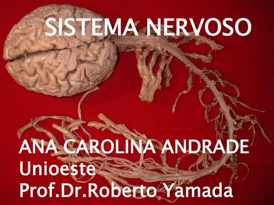 Medresumos 2016 Neuroanatomia 09 Estrutura E Funções Do Cerebelo Pdf