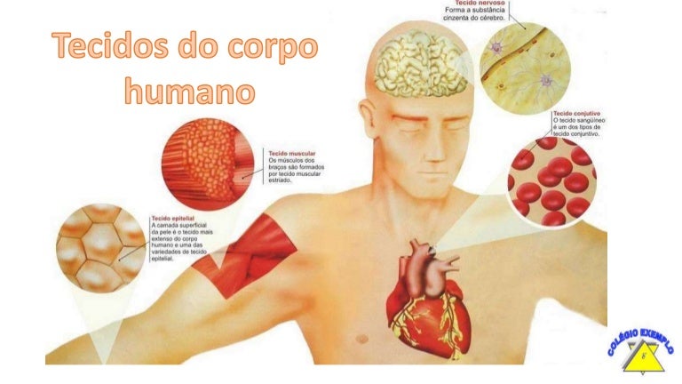 Tecido Epitelial No Corpo Humano Tecido Humano: Tipos E Funções