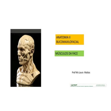 Anatomia da Face Irrigação e Inervação | DOC