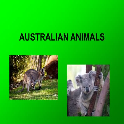Australian animals | PPT