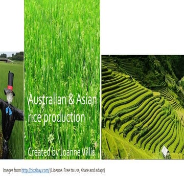 Australian and Asian Rice Production | PPTX