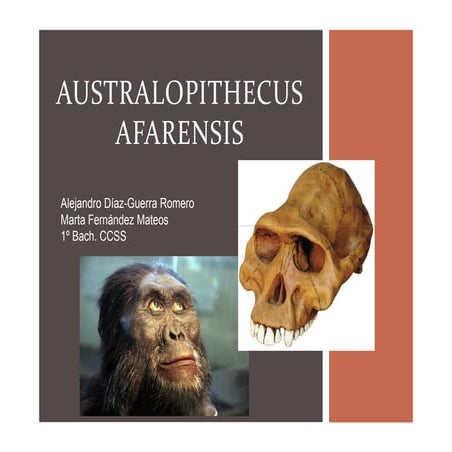 Australopithecus Afarensis Herramientas