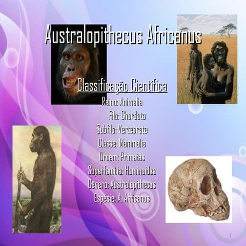 Australopithecus africanus | PPT