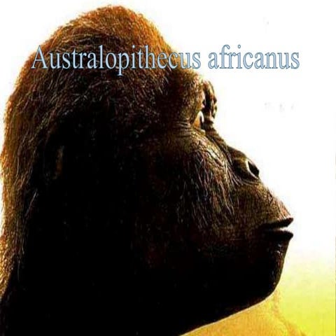 Australopithecus africanus | PPTX | Science