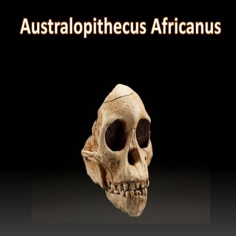 Australopithecus africanus | PPT