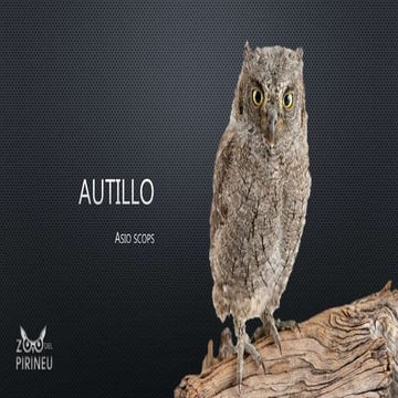 Autillo (Otus scops) | PPT