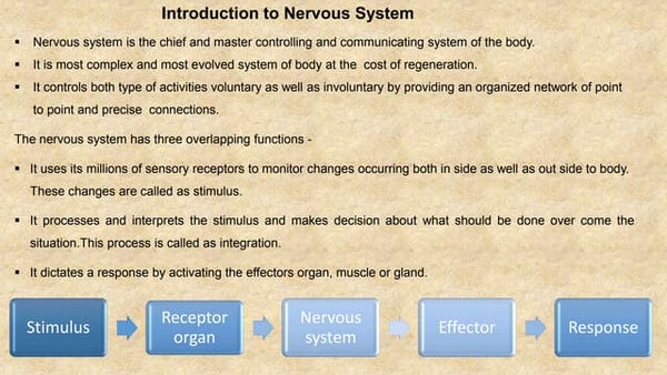 The Autonomic Nervous System Ppt