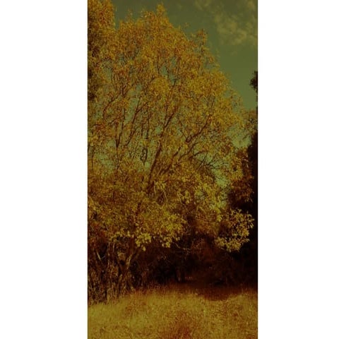 Images Pdf