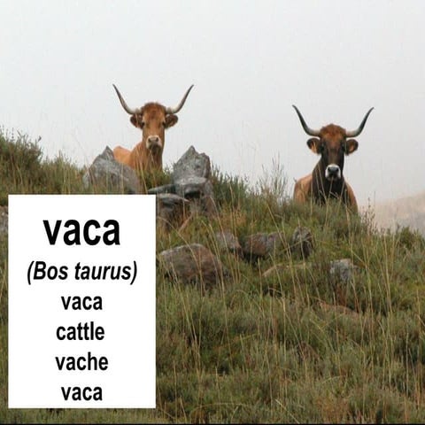 A vaca | PPS