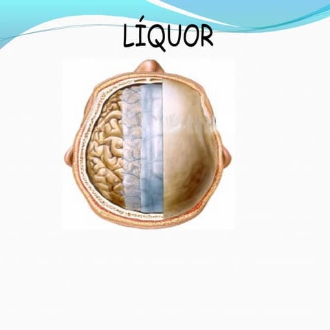 A vascularização , liquor e barreiras | PPT | Brain and Nervous System ...