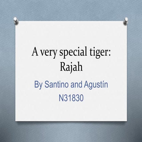 A very special tiger | PPT