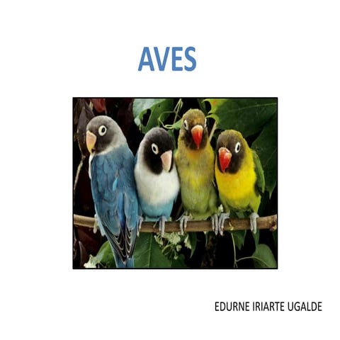 Aves primaria | PPTX