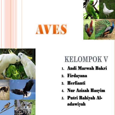 Aves | PPTX