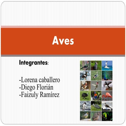 Las 3 Mejores Aves En Presentación En Powerpoint Presentación De