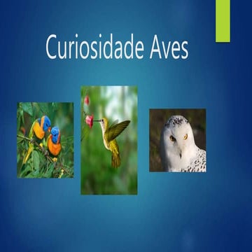 Curiosidade das Aves | PPTX