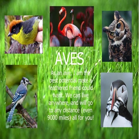 Aves.Pdf