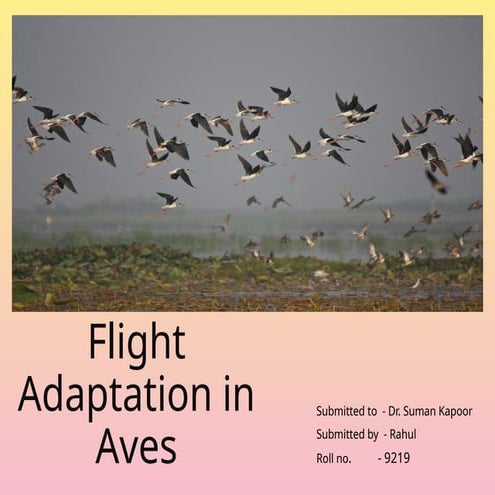 Flight adaptations in birds | PPTX