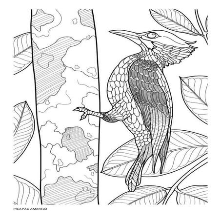 AVES DA MATA ATLANTICA.doc