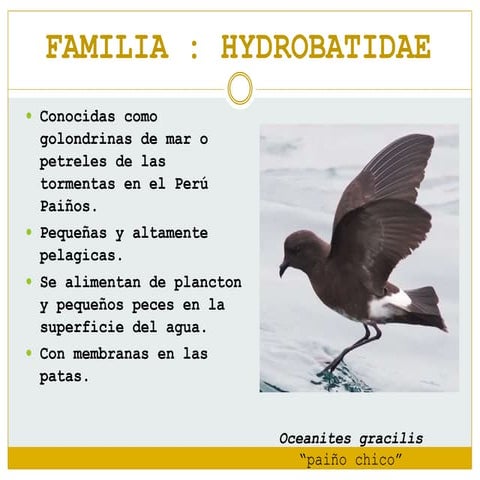 AVES.pptx Miercoles.pptx clasificacion de todas las aves | PPTX