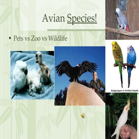 Avian | PPT