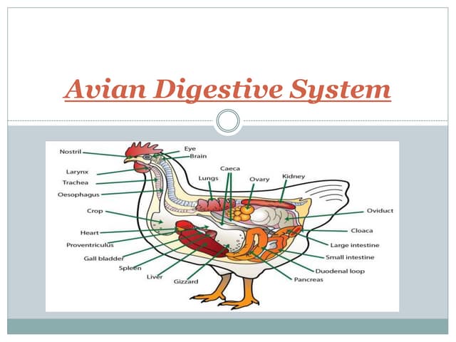 Duck Digestive System | PPTX