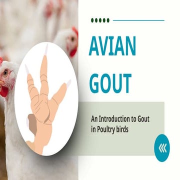 Avian Gout all in one note for poultry science.pptx