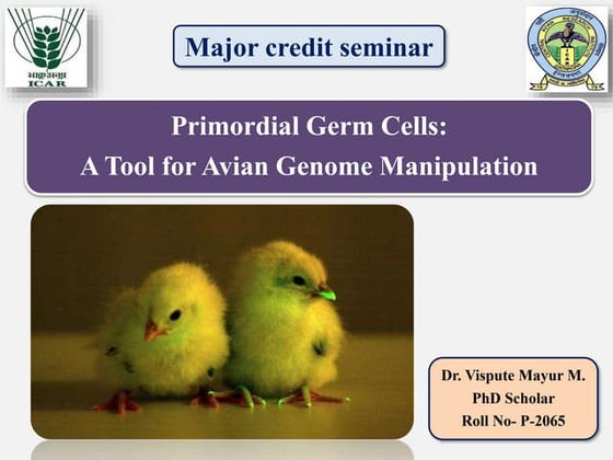Primordial germ cells ps | PPT
