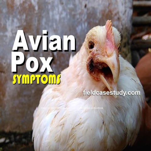 Avian pox, Fowl Pox Symptoms in Chickens | PPT