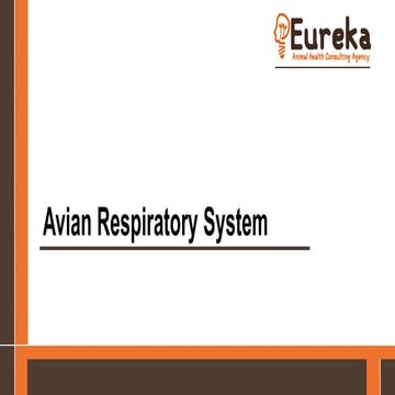 Avian Respiratory System.pptx