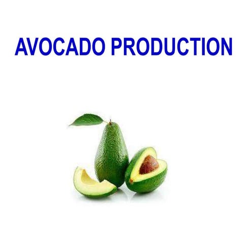 Avocado PPT.pptx