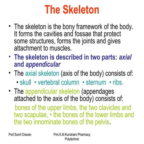 04 skeleton | PPT