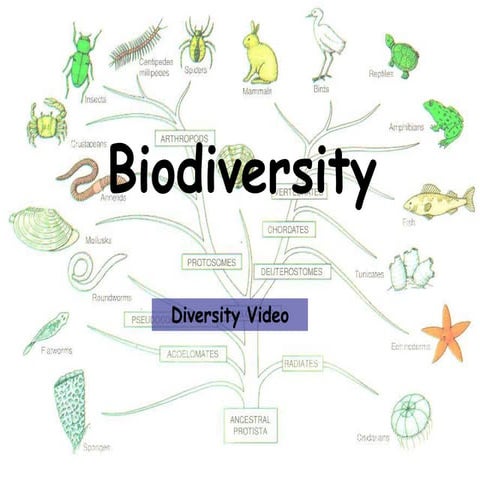 Awesome diversity introduction powerpoint 2012 | PPTX