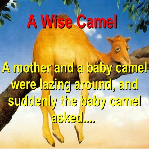 A WISE CAMEL | PPS