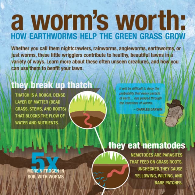 A Worm's Worth | PDF