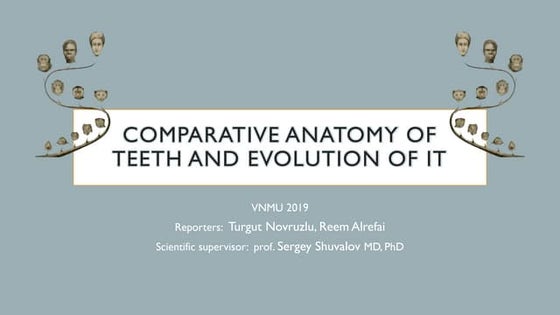 Dentition in mammals.pptx | Dental Health | Diseases and Conditions