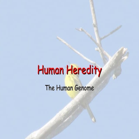 Chapter 12 human genetics | PPT