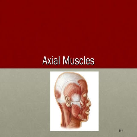 Axial Muscles | PPT