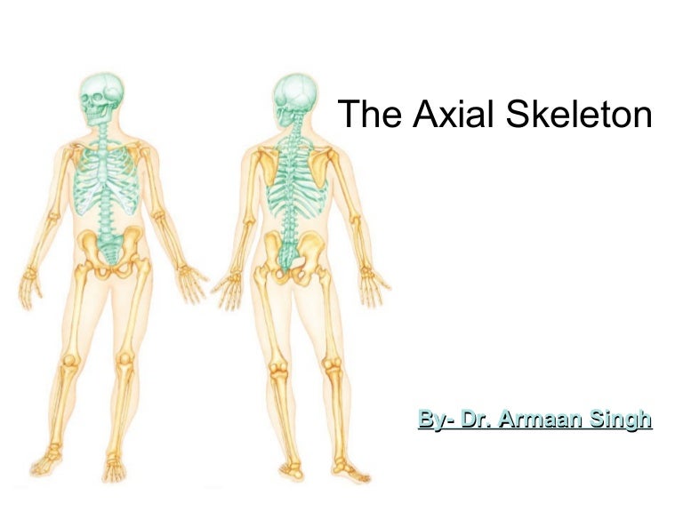 Axial Skeleton Anatomy