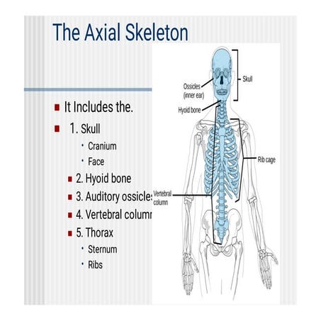 axial skeleton human anatomy. Mbbs....pdf