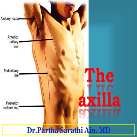 Anatomy of Axilla | PPTX