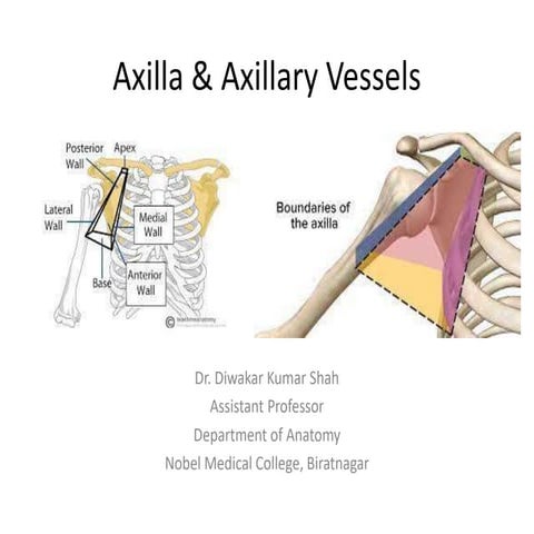 4-AXILLA.ppt